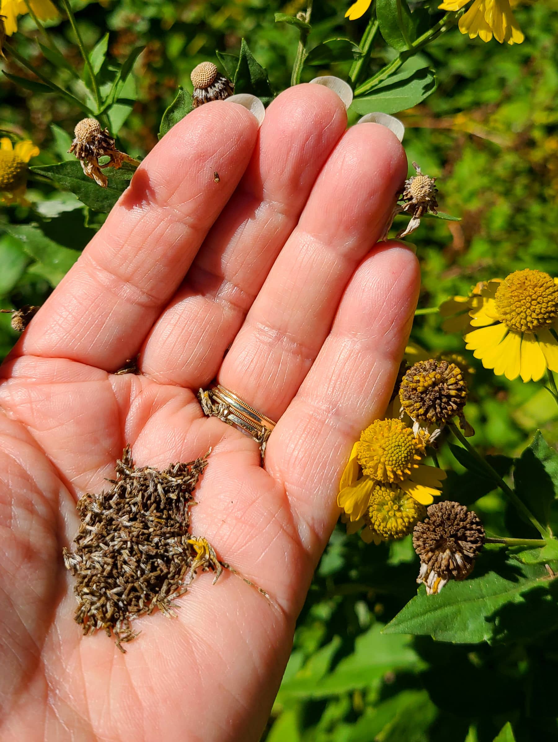 Wednesday, 10/23/2024: Fall Seed Collection Workshop and Welcome ...