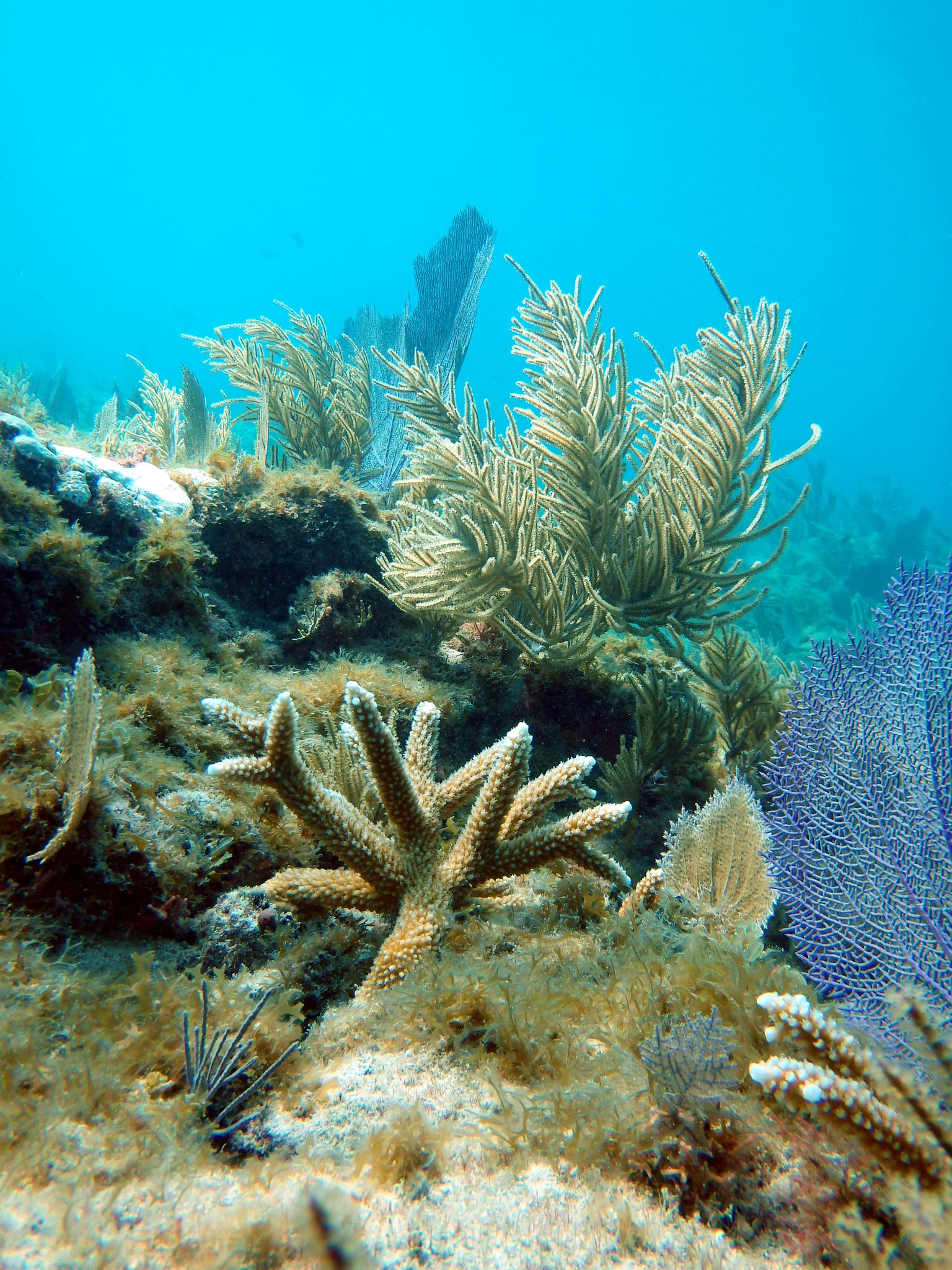 Tuesday, 01/21/2025: Saving Coral Reefs with Mote Marine Laboratory ...