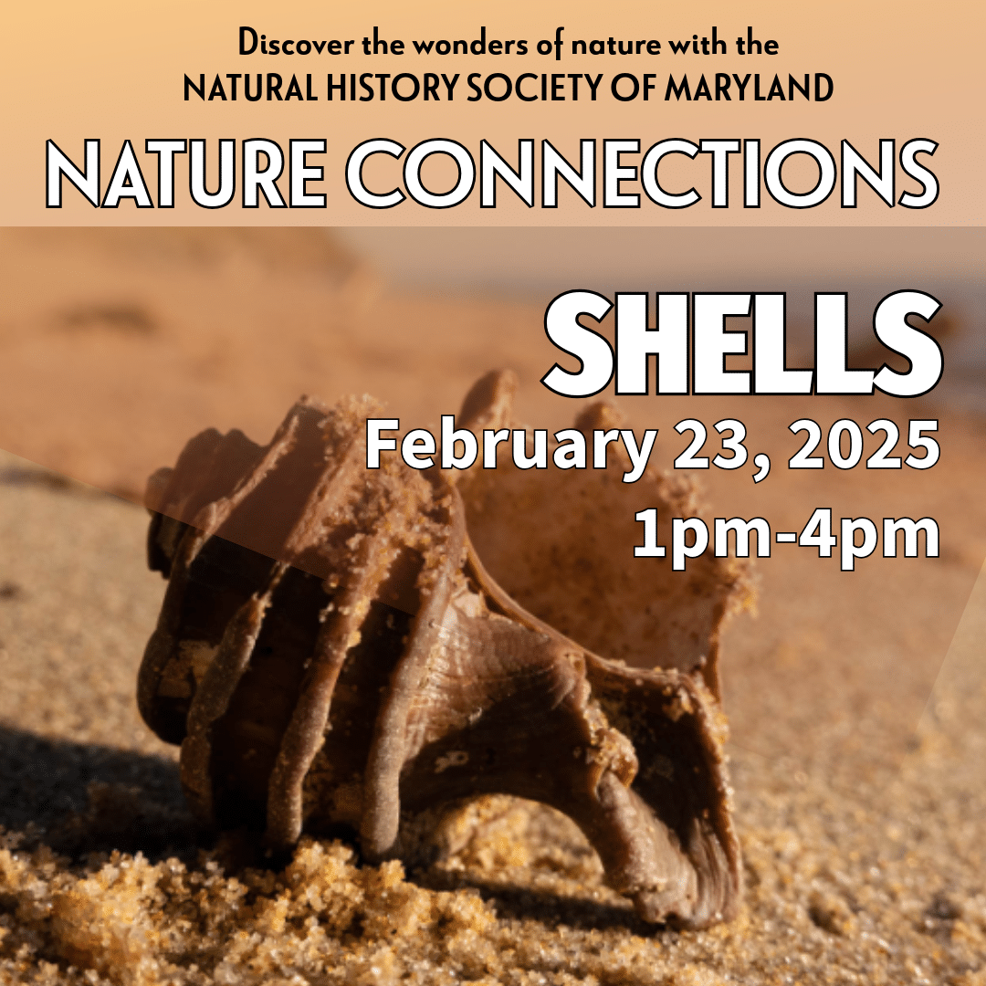 Sunday, 02/23/2025: Nature Collections: Shells (Overlea, MD ...