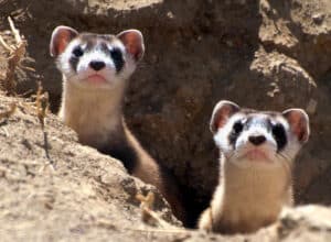 Tuesday, 01/20/2026: Black-Footed Ferrets: The Road to Recovery ...